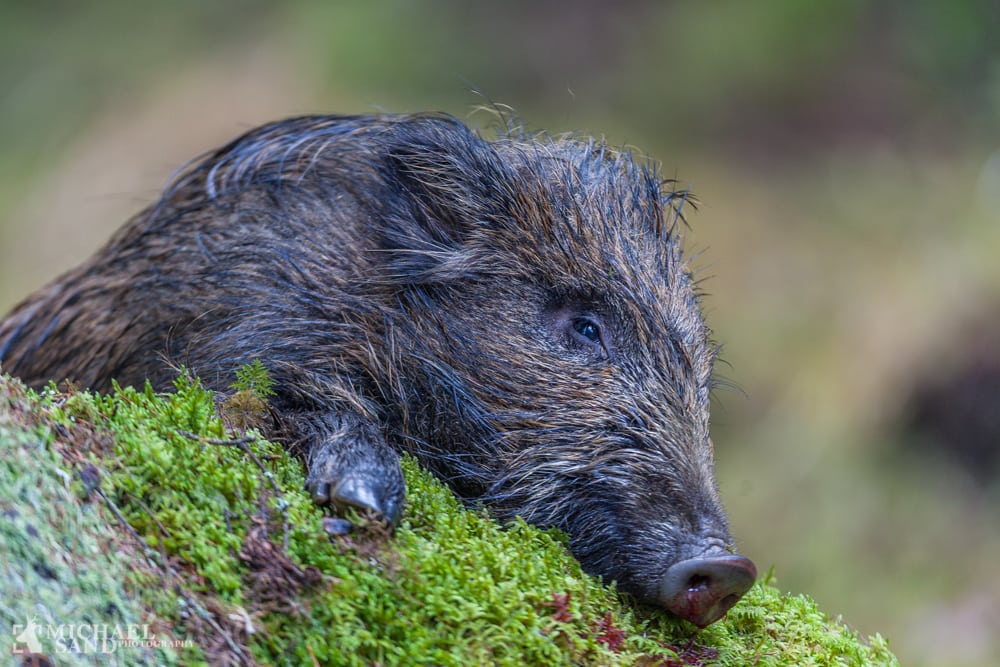Jæger smittet med trikiner fra vildsvinekød - Netnatur