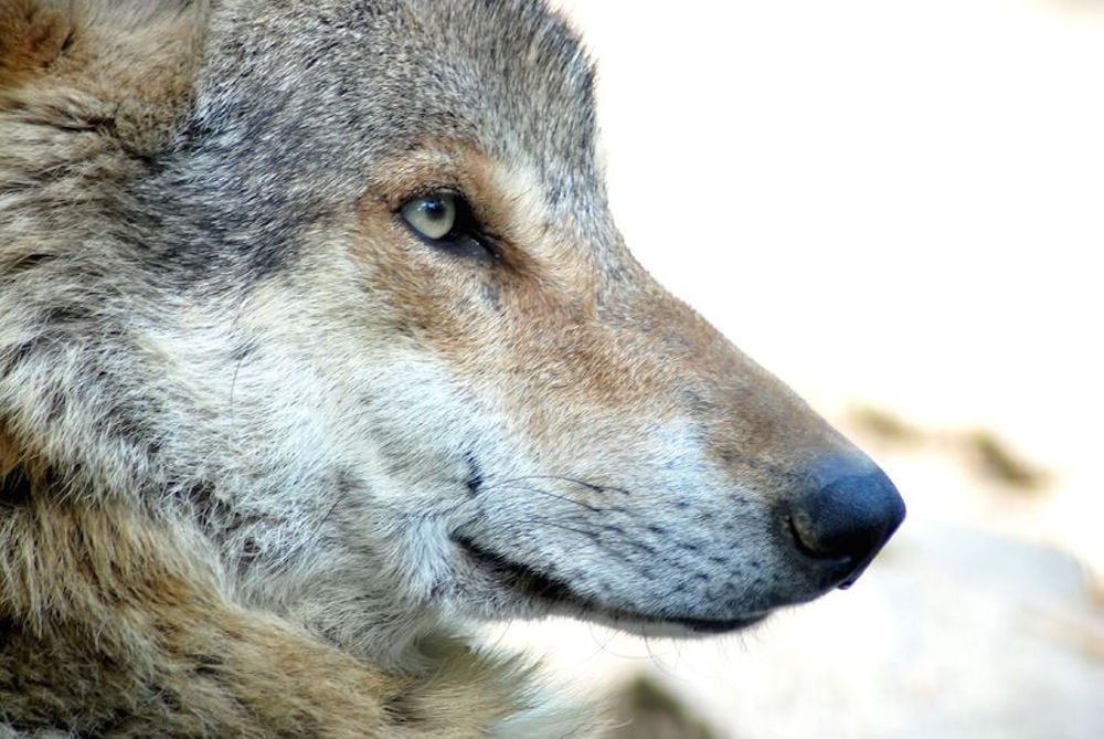 Sverige: Ulv tre meter fra 10-årig dreng - Netnatur