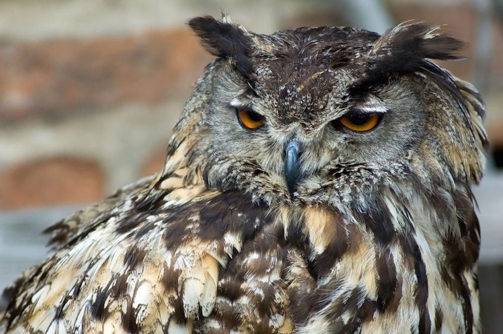 Følg danmarks største ugle direkte - Netnatur