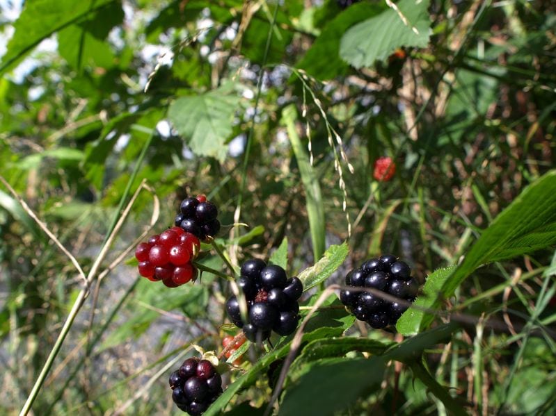 Lav din egen brombærgrød - Netnatur