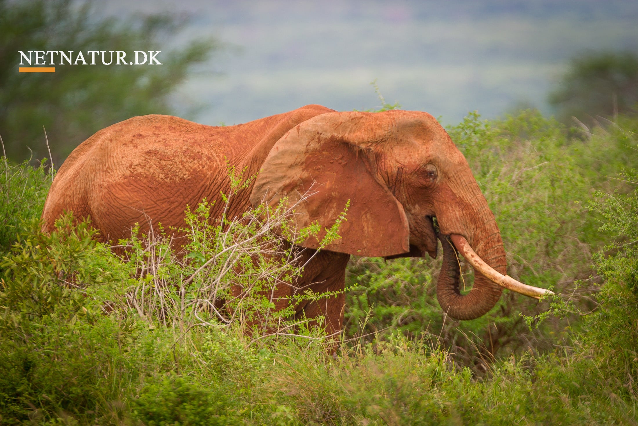 Elefant i dansk natur: Hvad mener DCE om elefanteri Danmark?