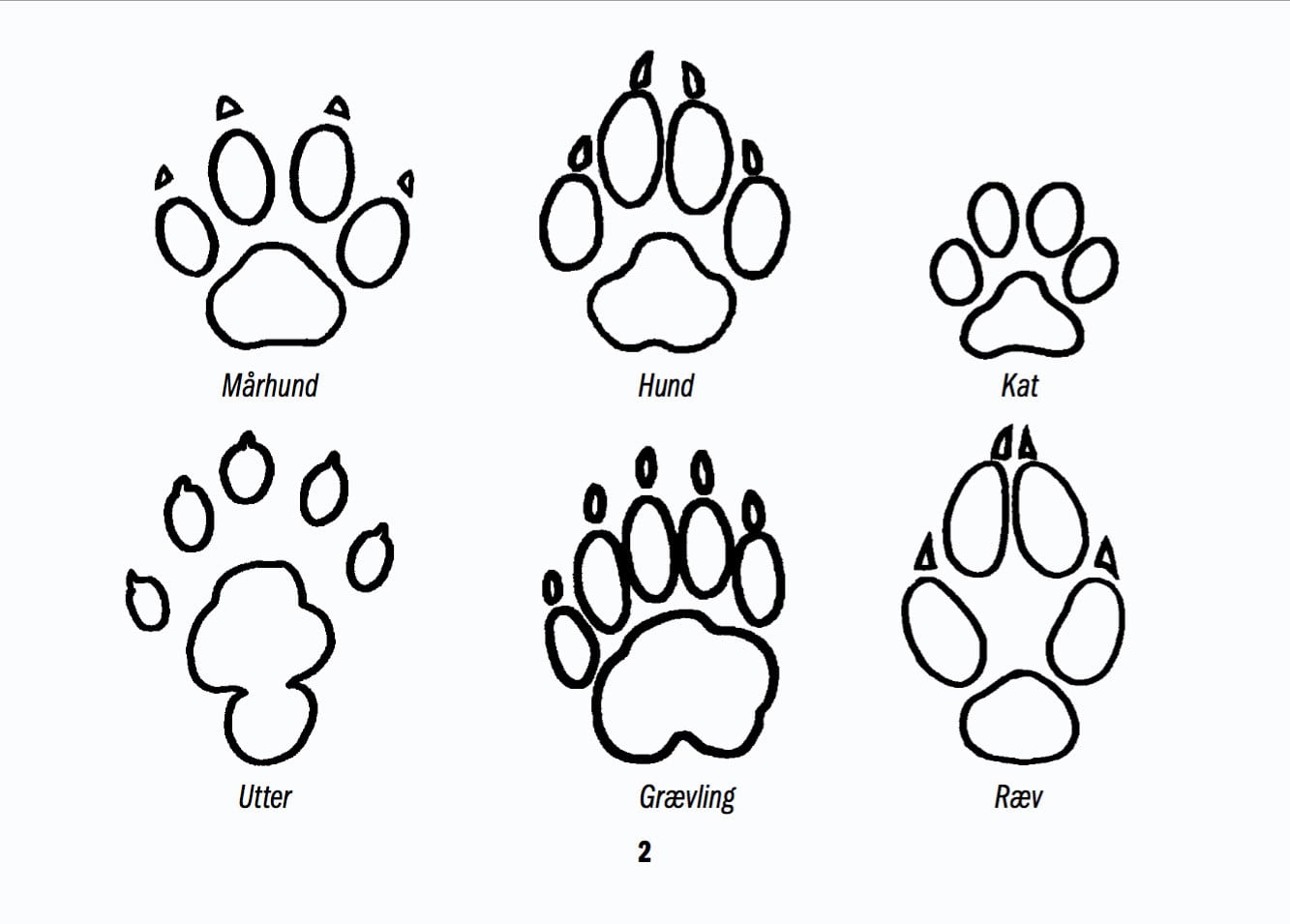 Mårhund: Sådan kender du dens spor - Netnatur