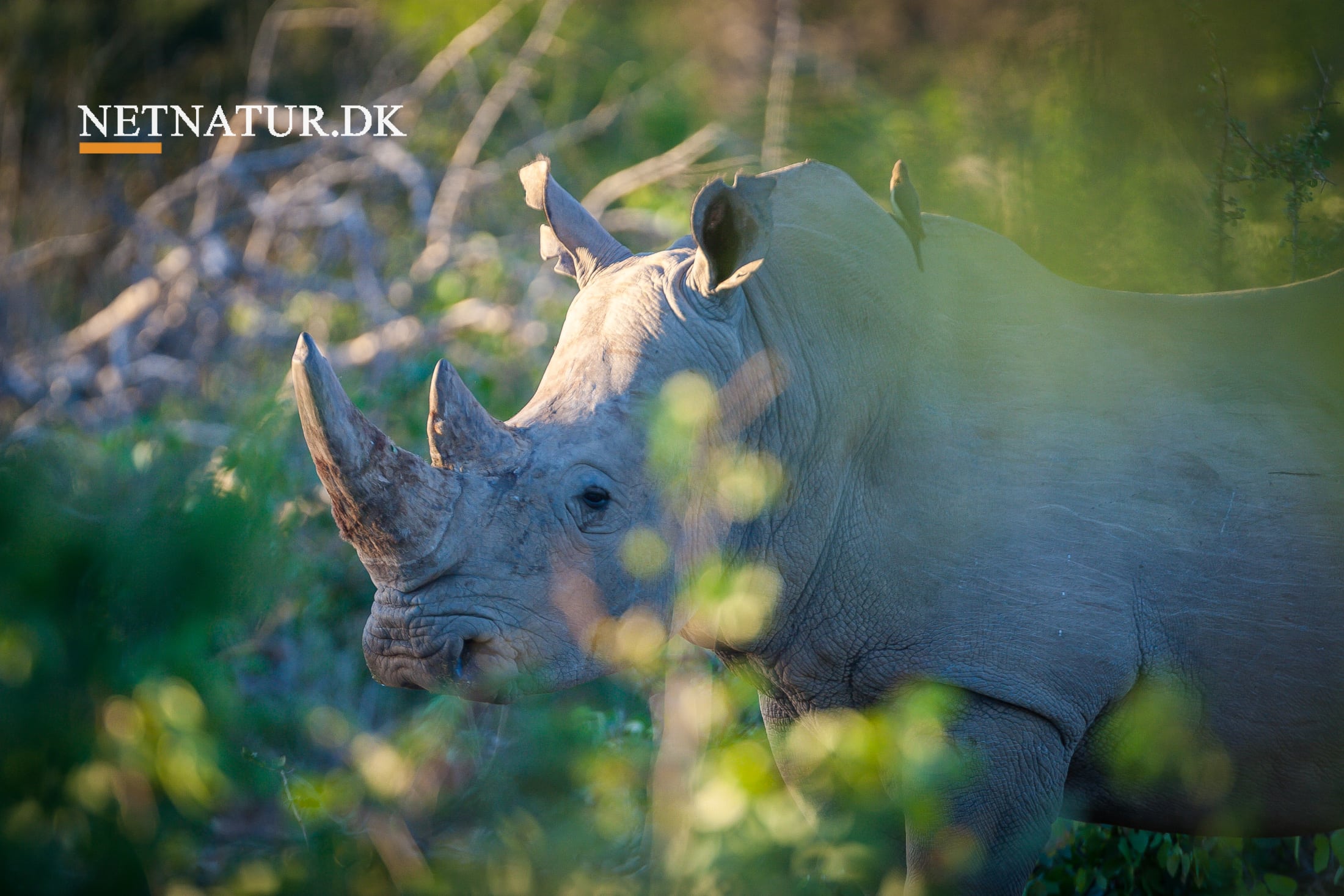 Truede dyr er dårligt beskyttet af dansk lovgivning - Netnatur