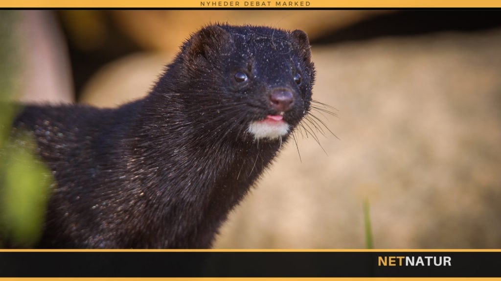 Den amerikanske mink - et effektivt rovdyr - Netnatur