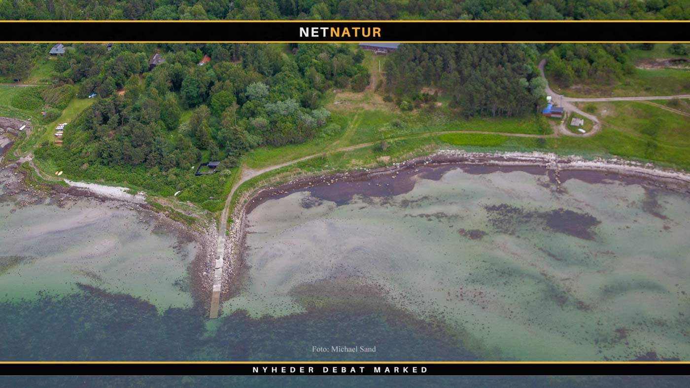 Havørred på Fyn - Netnatur